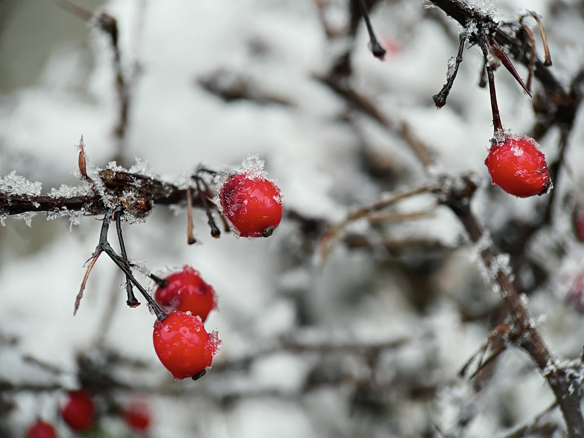 10 Plants That Bring Visual Interest To Your Winter Garden - Bahler ...